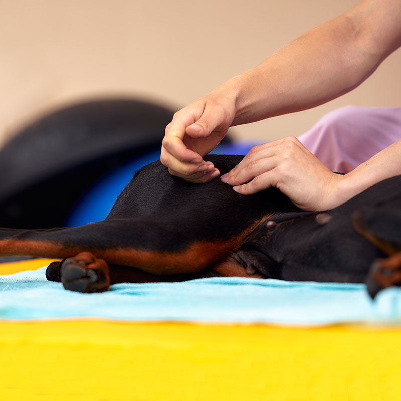 Pain Management – Central Animal Hospital