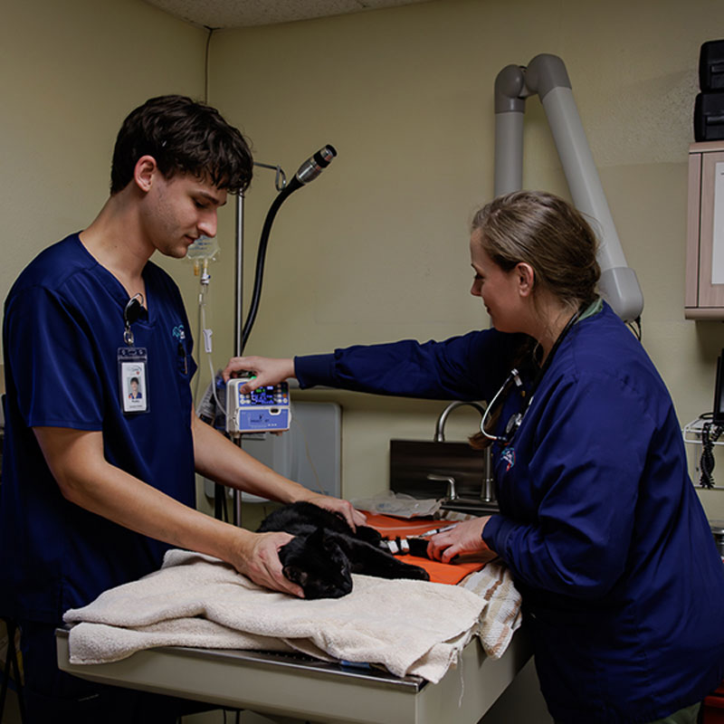 Anesthesia – Central Animal Hospital